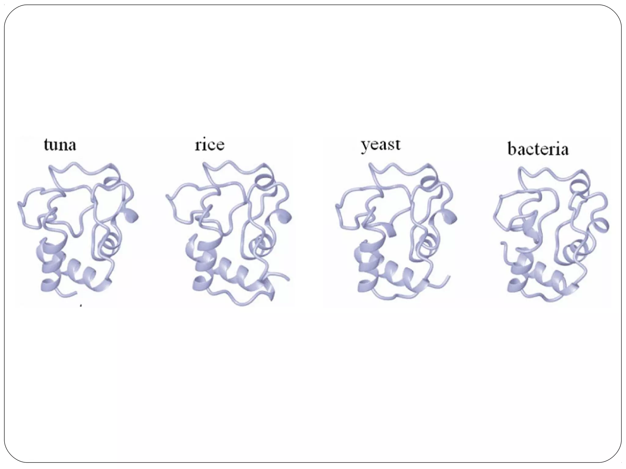 4D STRUCTURE OF PROTEINS | PPT