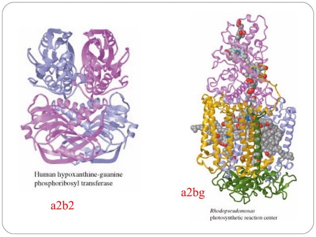 4D STRUCTURE OF PROTEINS | PPT | Chemistry | Science