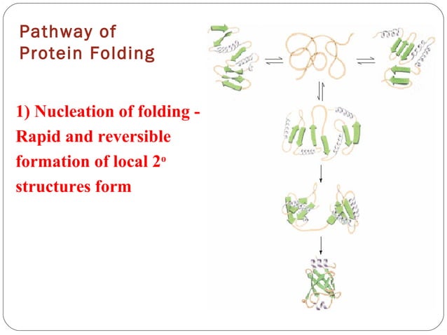 4D STRUCTURE OF PROTEINS | PPT | Chemistry | Science