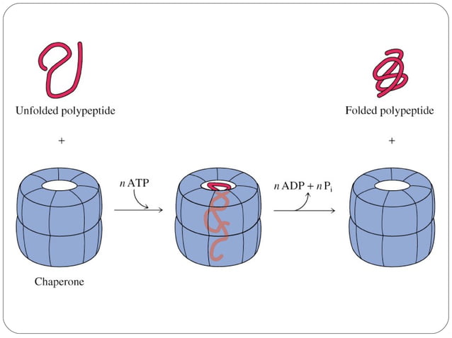 4D STRUCTURE OF PROTEINS | PPT | Chemistry | Science