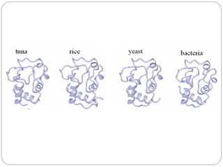4D STRUCTURE OF PROTEINS | PPT