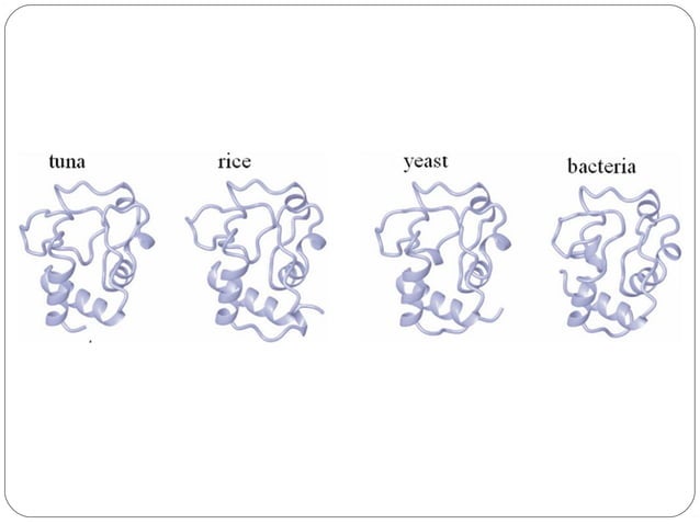 4D STRUCTURE OF PROTEINS | PPT | Chemistry | Science
