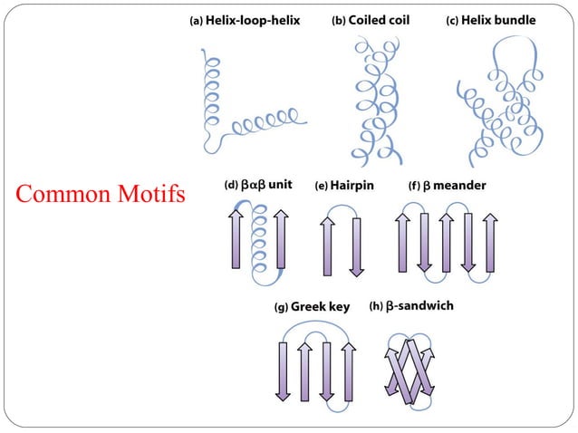 4D STRUCTURE OF PROTEINS | PPT | Chemistry | Science