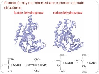 4D STRUCTURE OF PROTEINS | PPT