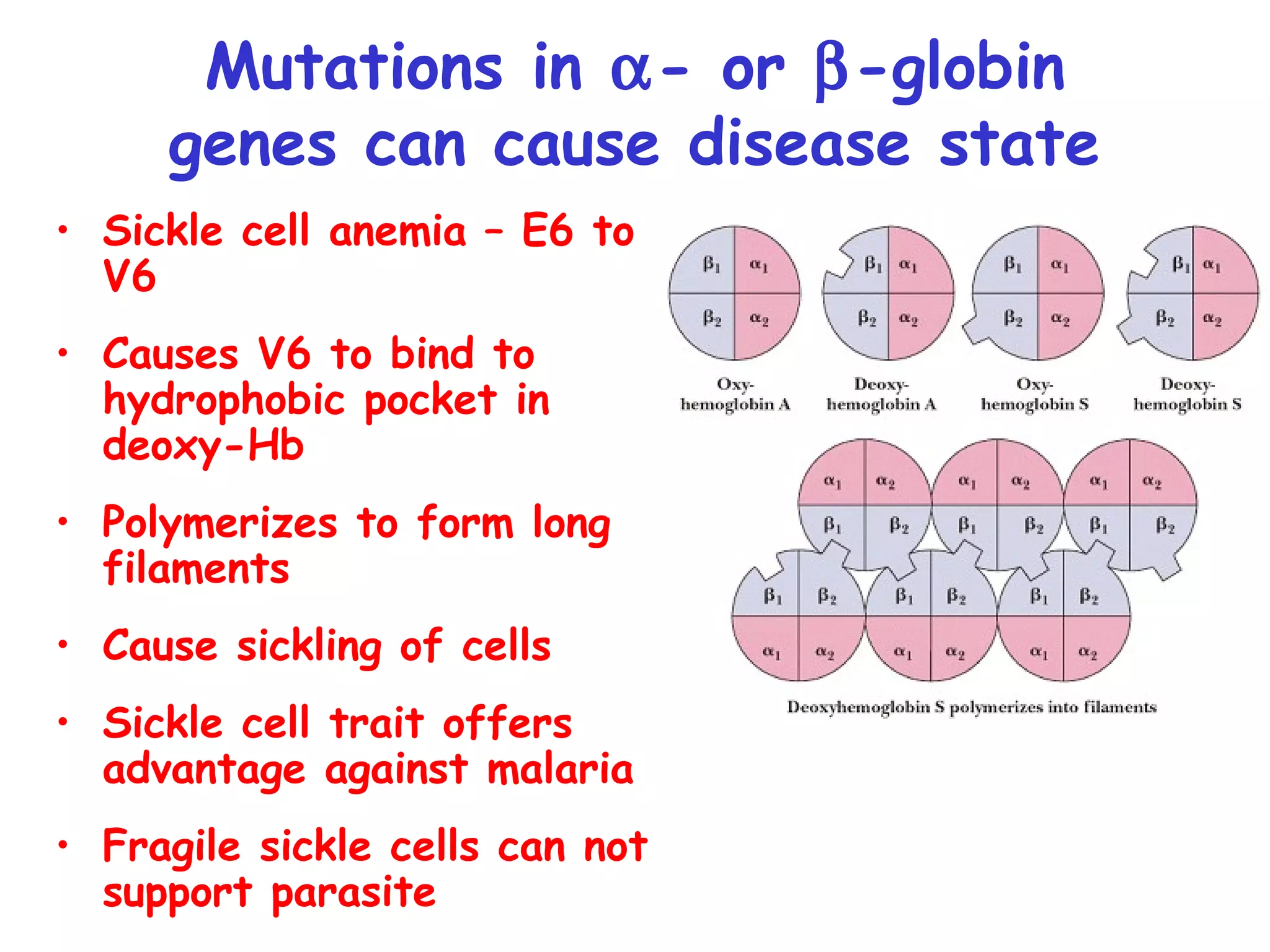 Chapter 4 (part 3) protein 3-d structure- structure function | PPT