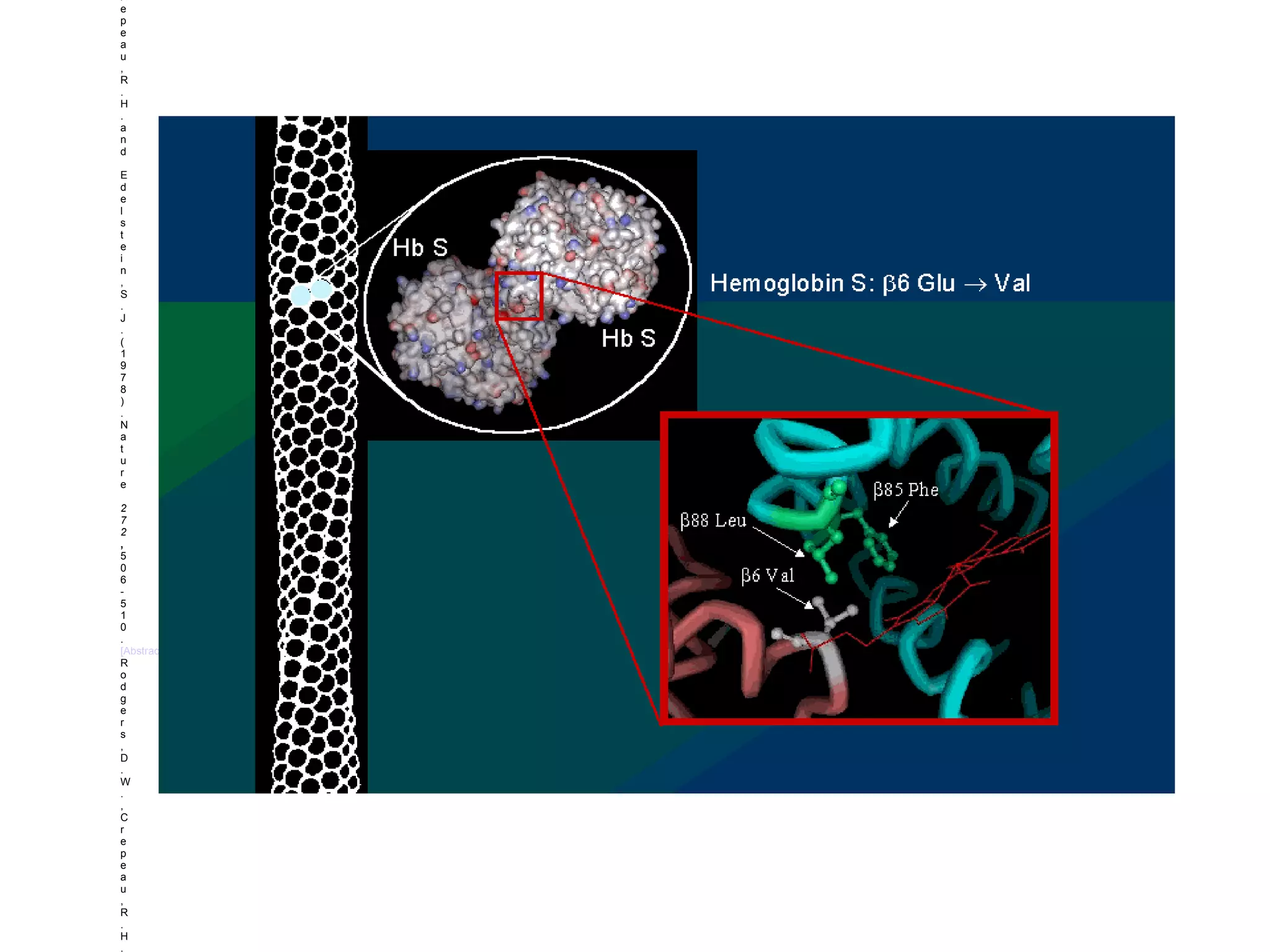 Chapter 4 (part 3) protein 3-d structure- structure function | PPT