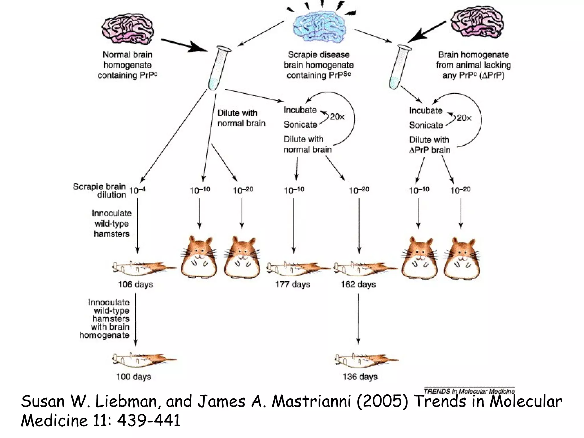 Chapter 4 (part 3) protein 3-d structure- structure function | PPT
