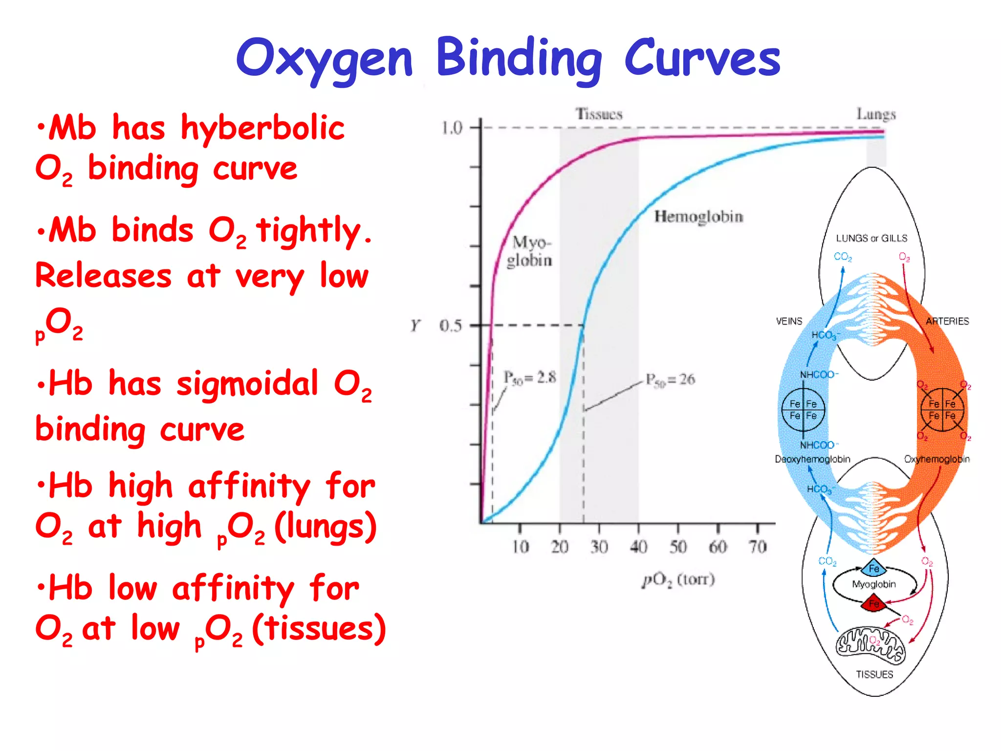 Chapter 4 (part 3) protein 3-d structure- structure function | PPT