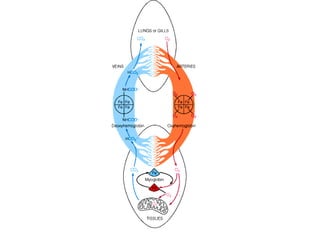 Chapter 4 (part 3) protein 3-d structure- structure function | PPT