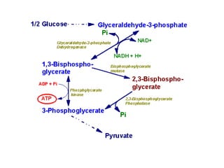 Chapter 4 (part 3) protein 3-d structure- structure function | PPT