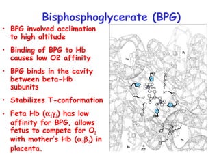 Chapter 4 (part 3) protein 3-d structure- structure function | PPT