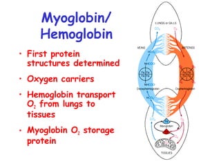 Chapter 4 (part 3) protein 3-d structure- structure function | PPT