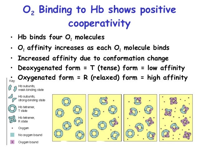 Chapter 4 Part 3 Protein 3 D Structure Structure Function
