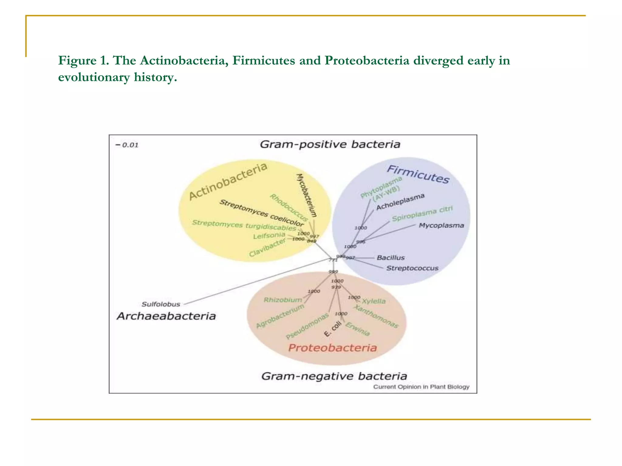 Chapter_ 4 Plant pathogenic Bacteria_taxonomy.ppt