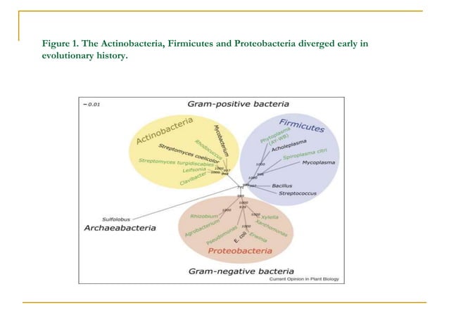 Chapter_ 4 Plant pathogenic Bacteria_taxonomy.ppt | Gardening | Home ...