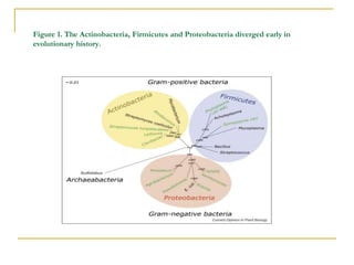 Chapter_ 4 Plant pathogenic Bacteria_taxonomy.ppt