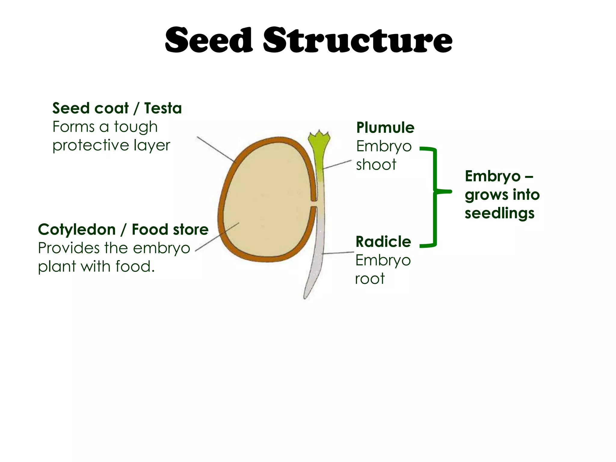 PMR Form 3 Science Chapter 4 Plant Reproduction | PPTX