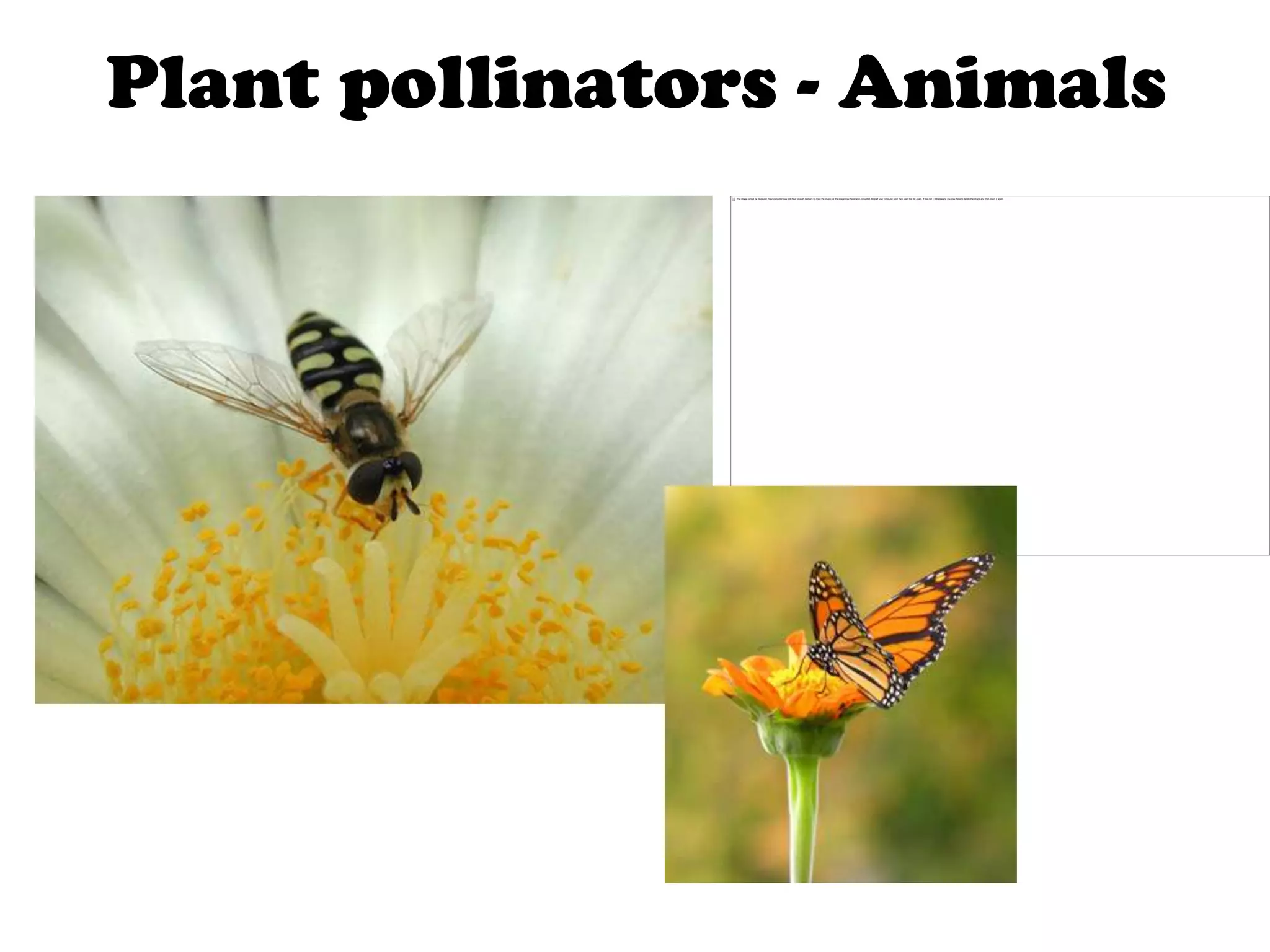 Pmr Form 3 Science Chapter 4 Plant Reproduction Ppt