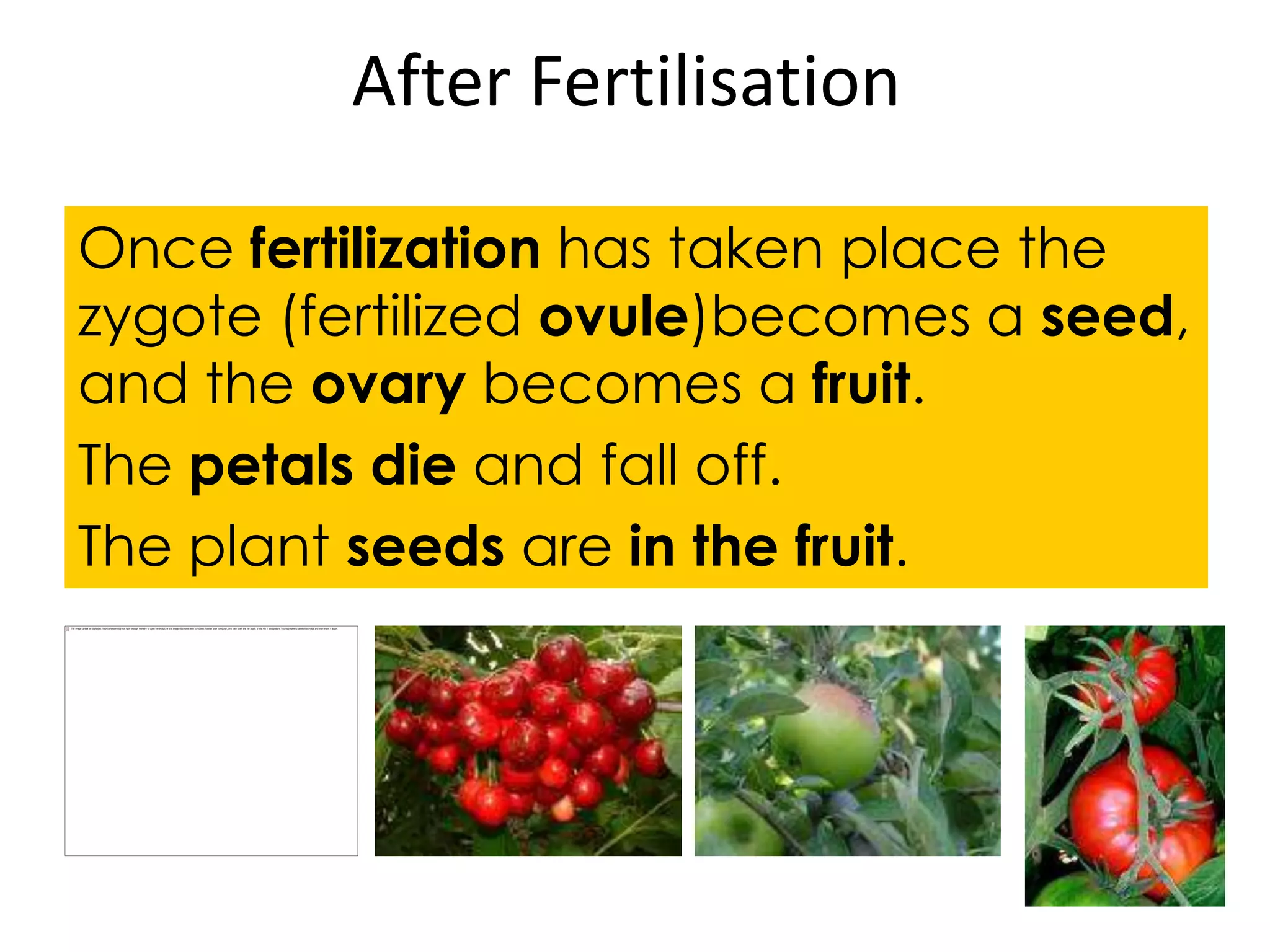 PMR Form 3 Science Chapter 4 Plant Reproduction | PPTX