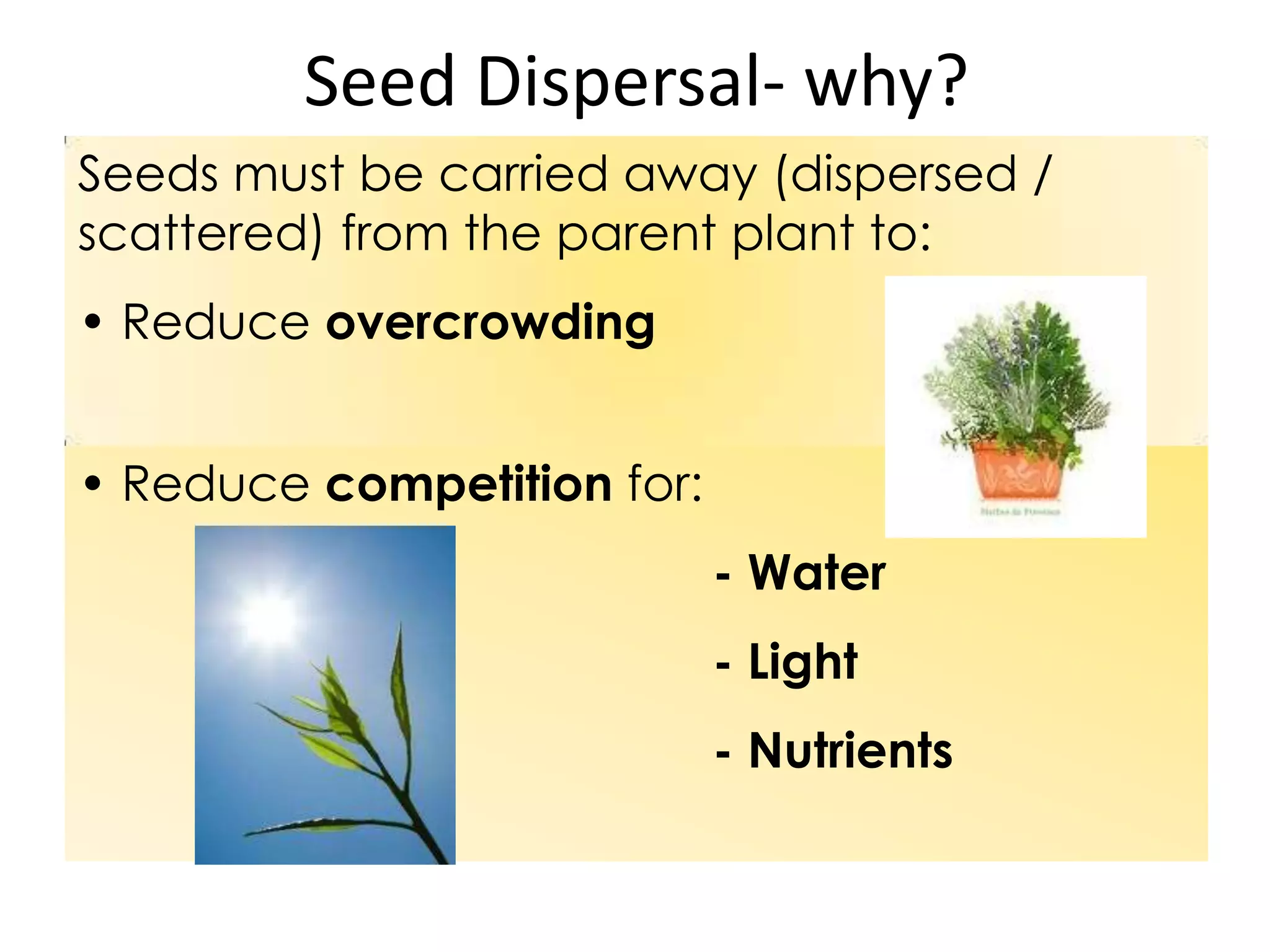 PMR Form 3 Science Chapter 4 Plant Reproduction | PPTX