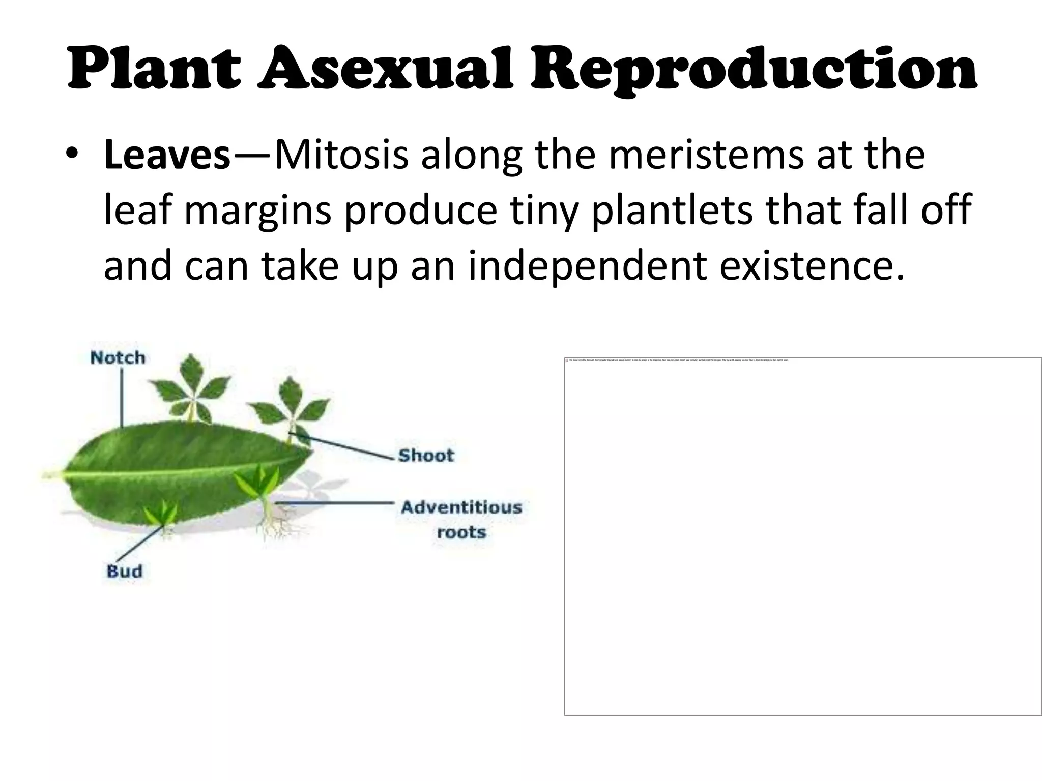 PMR Form 3 Science Chapter 4 Plant Reproduction | PPTX