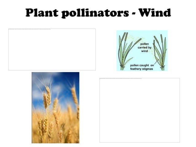 Pmr Form 3 Science Chapter 4 Plant Reproduction Ppt