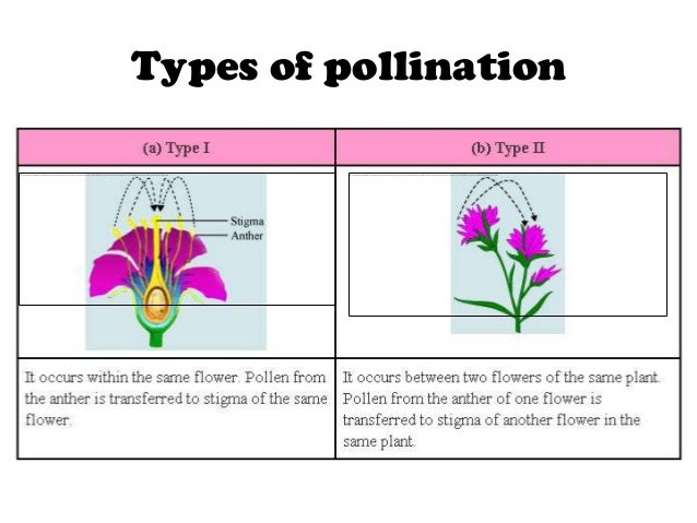 PMR Form 3 Science Chapter 4 Plant Reproduction