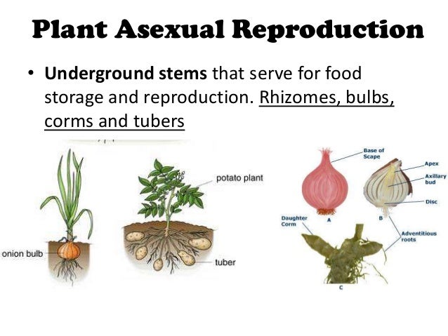 Asexual Reproduction In Plants Spore Formation