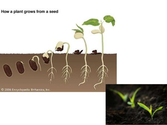 PMR Form 3 Science Chapter 4 Plant Reproduction