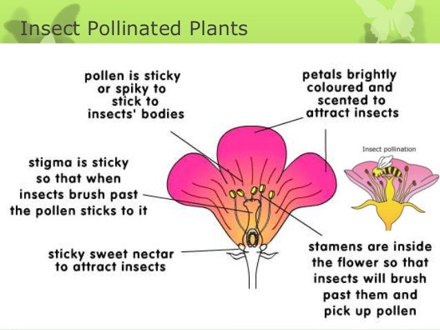 Why Does Insect Pollinated Flowers Have Sticky Pollen | Best Flower Site