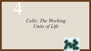 Chapter 4 powerpoint | PPT