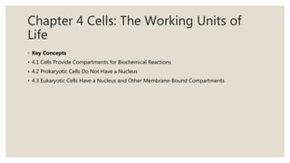Chapter 4 powerpoint | PPTX