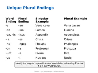 Chapter 4 powerpoint | PPT