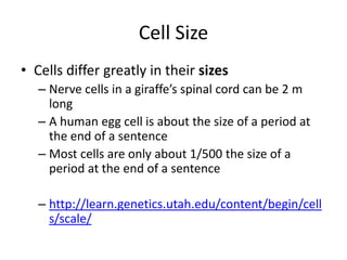 Chapter 4 ppt | PPTX