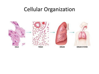 Chapter 4 ppt | PPTX