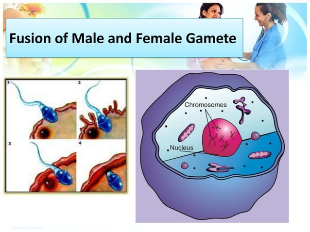 Form 3 PMR Science Chapter 4 Pregnancy | PPTX