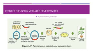 Chapter 4 principles and process of biotechnology | PPTX