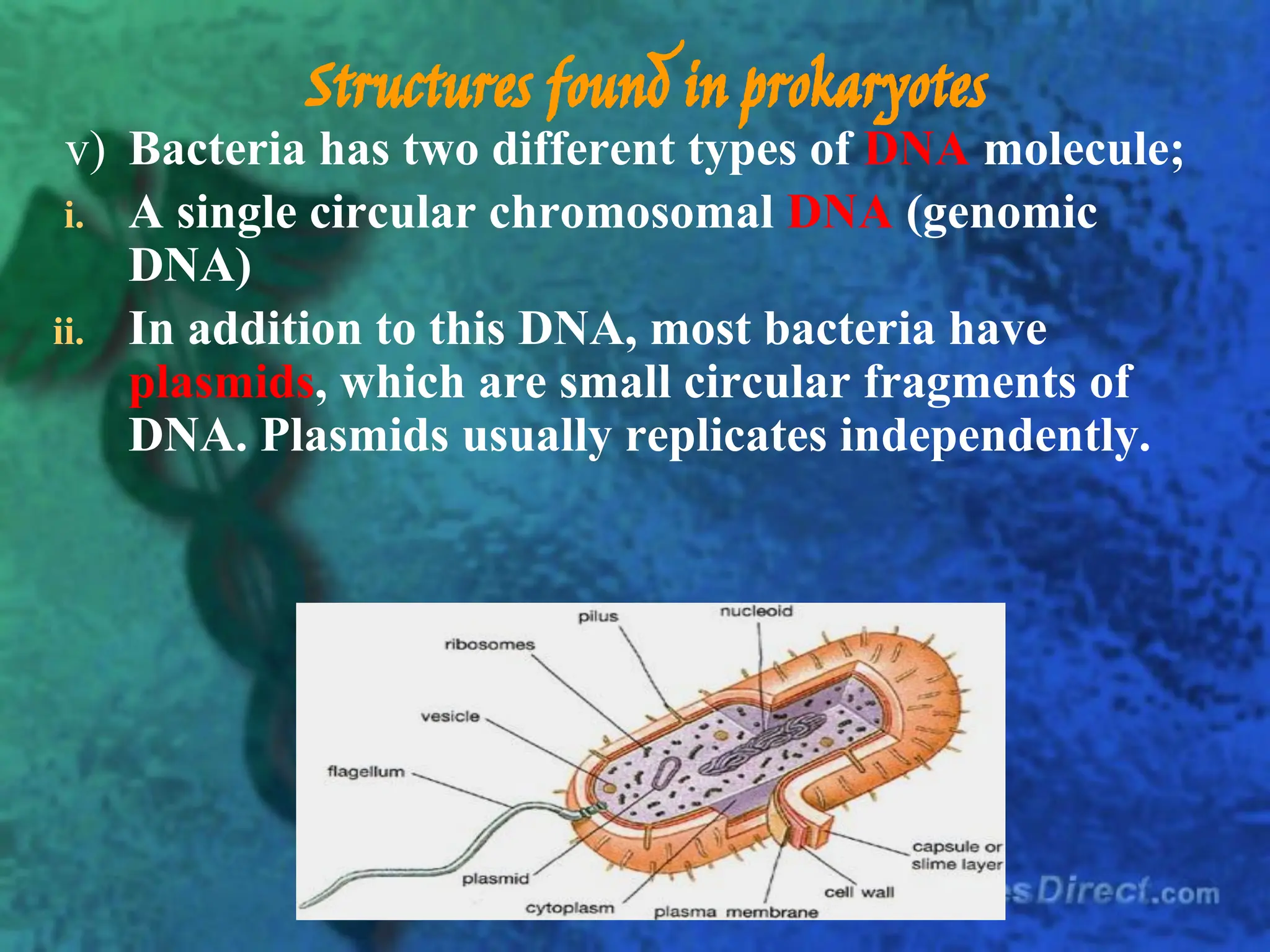 PROKARYOTES | PDF