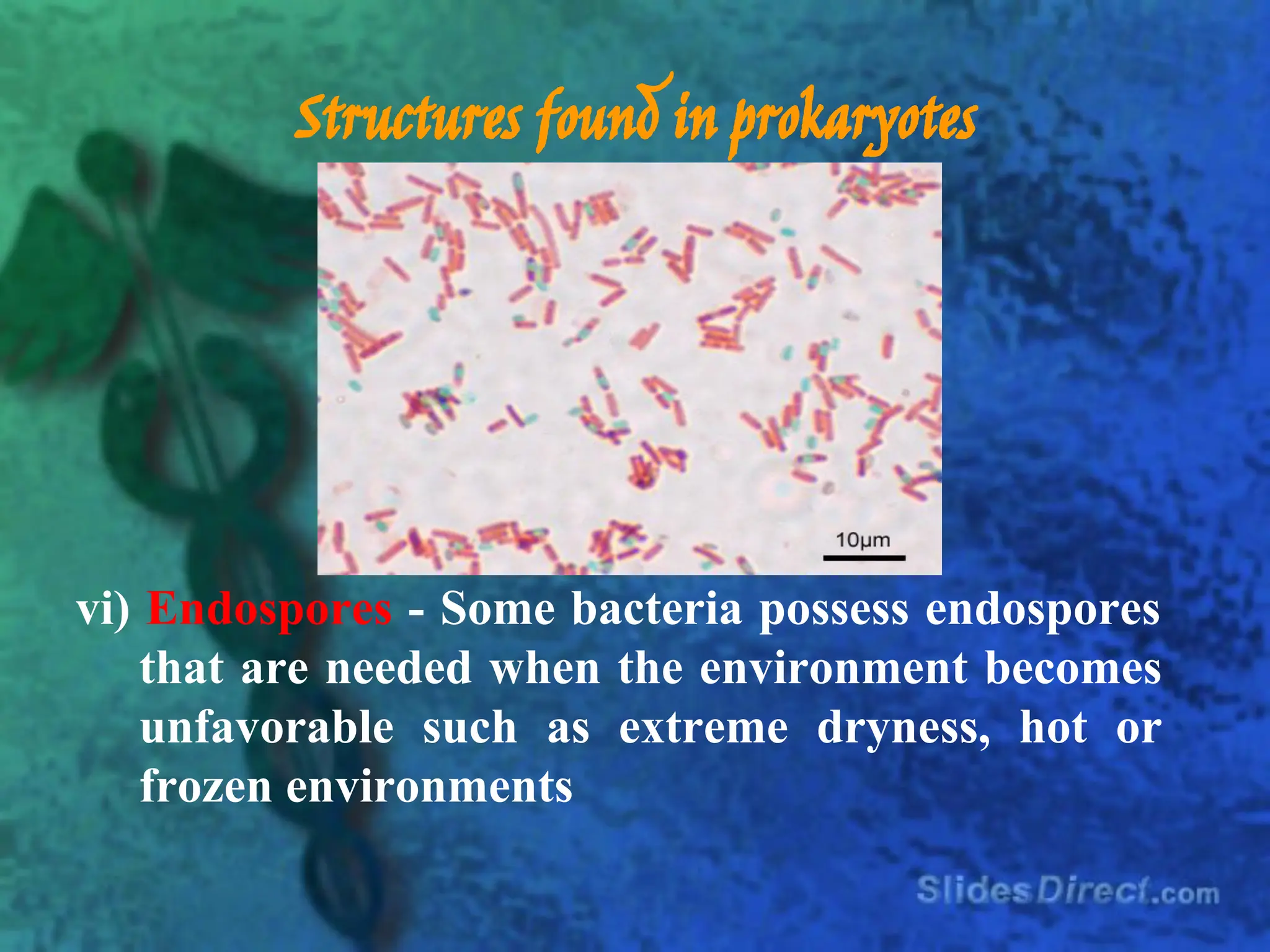 PROKARYOTES | PDF