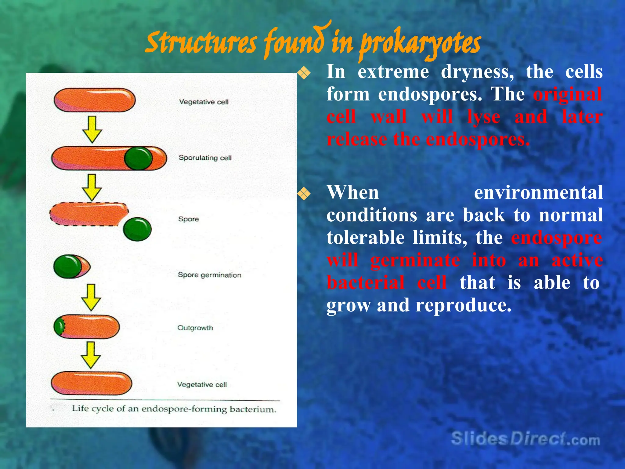PROKARYOTES | PDF