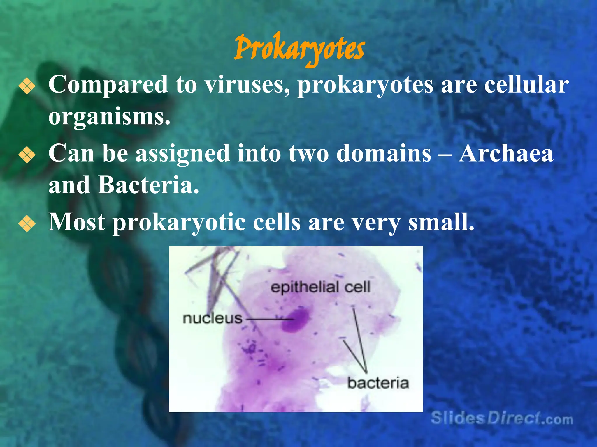 PROKARYOTES | PDF