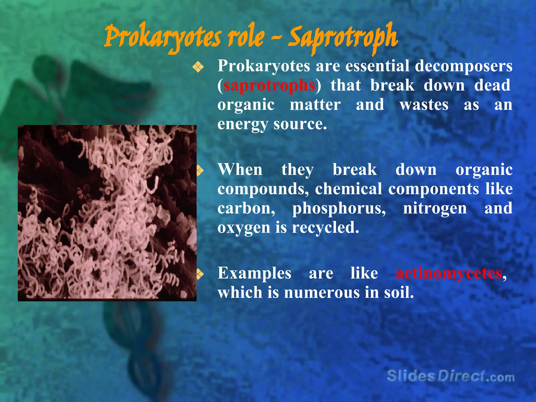 PROKARYOTES | PDF