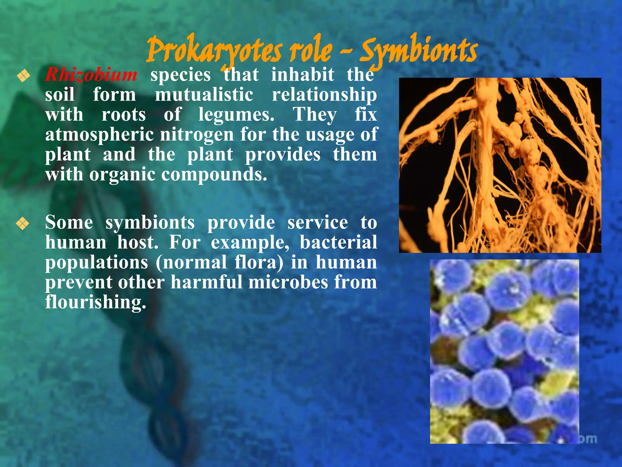 PROKARYOTES | PDF