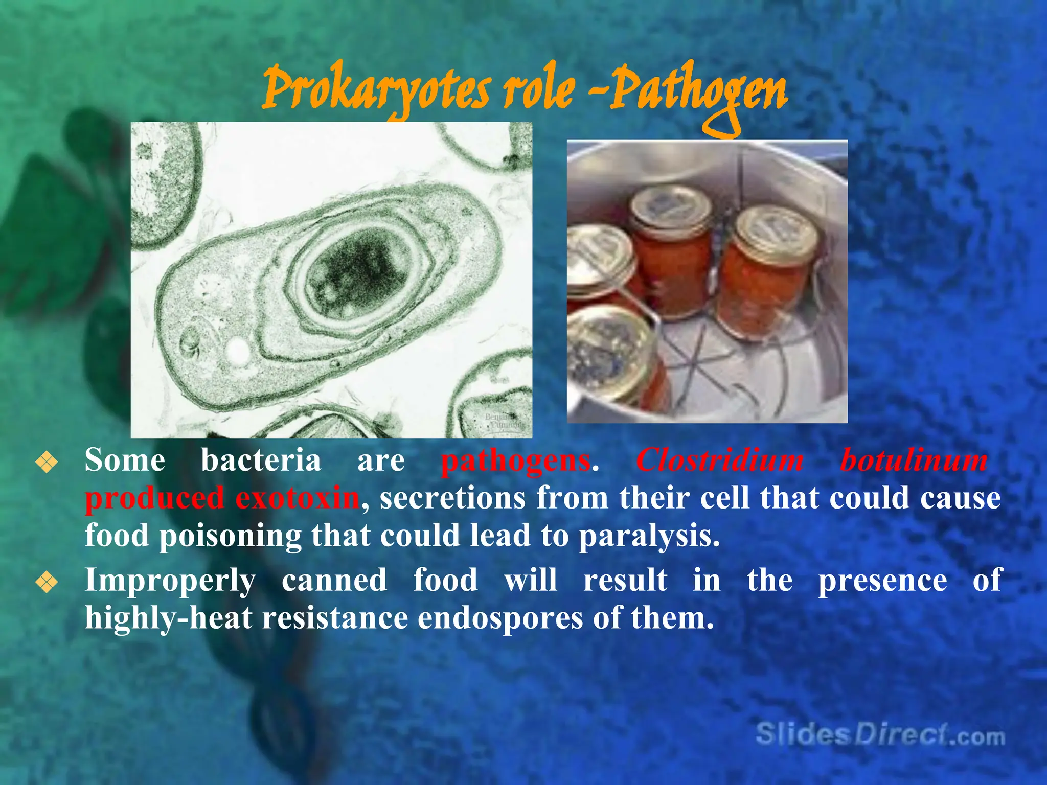 PROKARYOTES | PDF