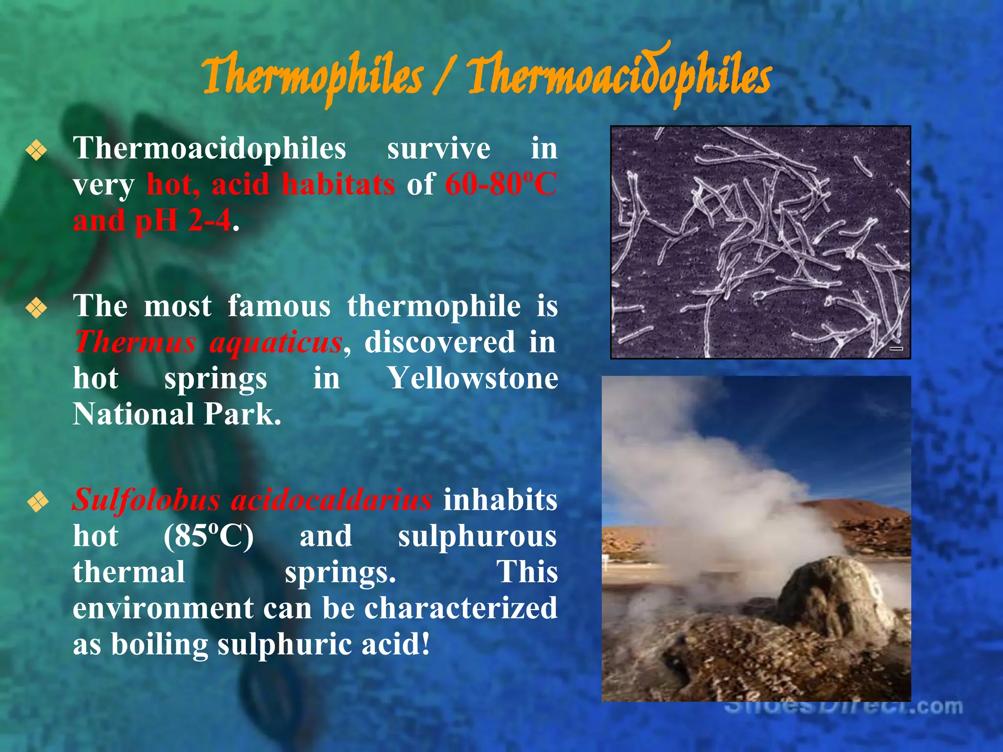 PROKARYOTES | PDF