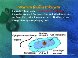 PROKARYOTES | PDF