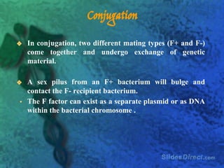 PROKARYOTES | PDF