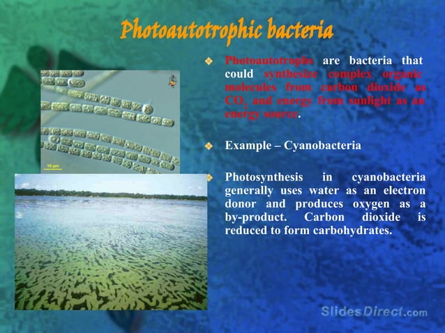 PROKARYOTES | PDF