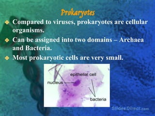 PROKARYOTES | PDF
