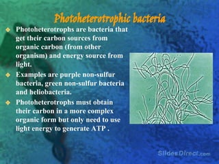 PROKARYOTES | PDF